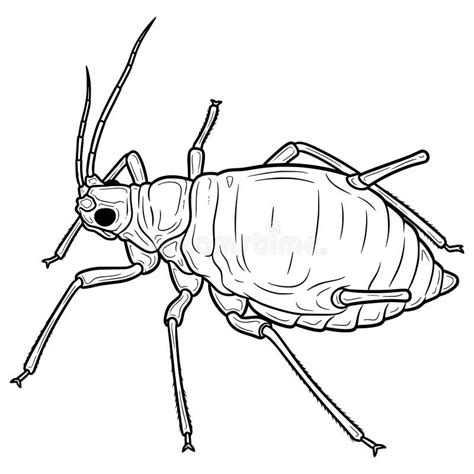 Aphid Illustration In Line Art Style Stock Vector Illustration Of