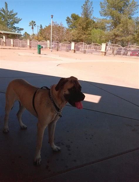 English Mastiff At 10 Months Old