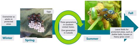 Green Stink Bug Life Cycle Martina Dubose