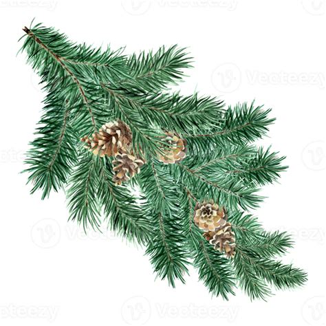 Green Fluffy Spruce Pine Branch With Cones Watercolor Illustration Of Christmas And New Year