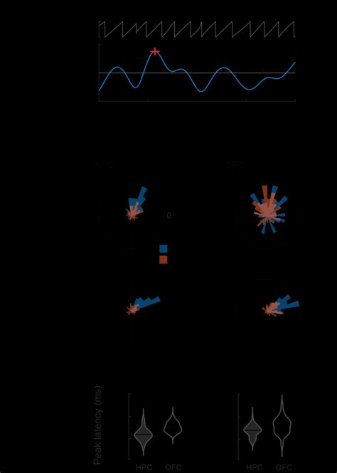 Phase Modulation Of Single Neurons A Example Of Phase Locking From A