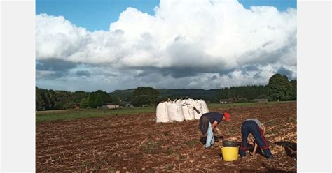 Algae Based Fertilizers Are Helping Us Tackle Downy Mildew In Organic