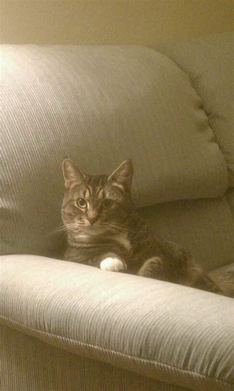 She Thinks Shes People Rsupermodelcats