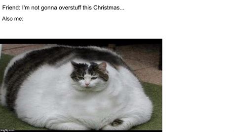 Funny Fat Cat Memes 50 Top Cat Meme Pictures Images And Photos