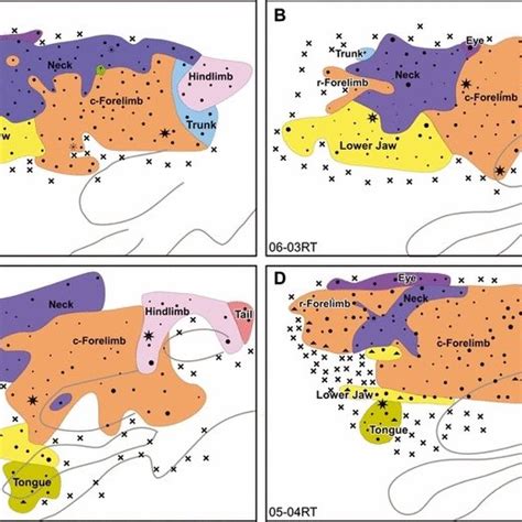 Organization Of The Motor Cortex In Four Rats Ad Mapped Under Deep