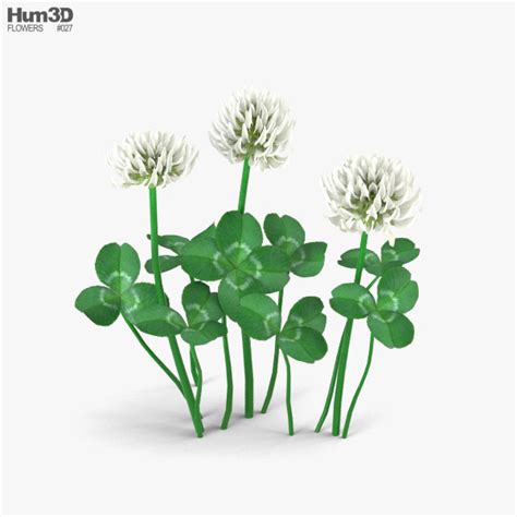 Clover 3d Models Download