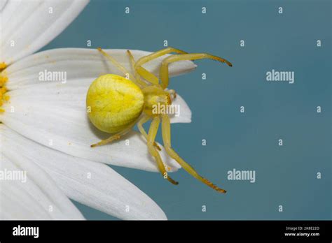 Variable Crab Spider Yellow Spider With Legs Spread Sitting On White