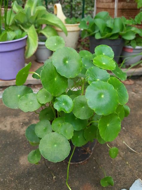 Gold Coin Grass Weird And Wonderful Herbal Plant For Your Garden