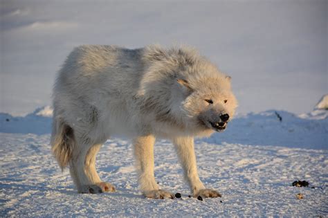 Definitive Guide To Arctic Wolf Facts Habitat Conservation Status