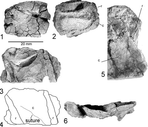 Triassic Turtle Chinlechelys Figures