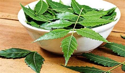 7 Powerful Herbs That Are Believed To Be A Cure For Snake Bites