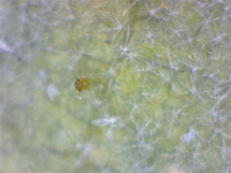 Woolly Oak Aphids On Black Oak Leaf Foothill Sierra Pest Control