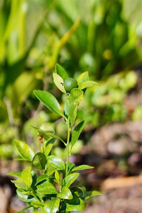 Small Citrus Limon Stock Image Image Of Multiple Herb 194594503