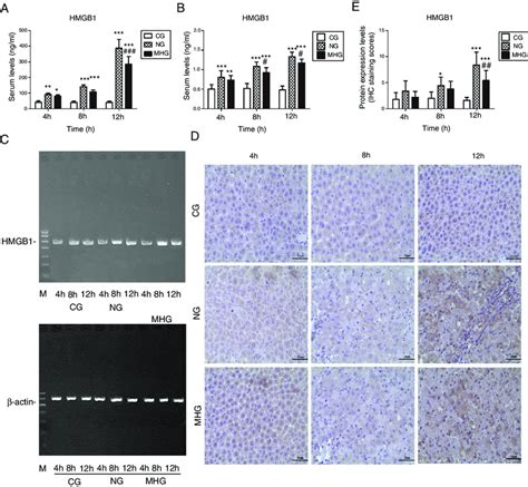 Effects Of Mild Hypothermia On Hmgb1 Levels In Blood And Hepatic