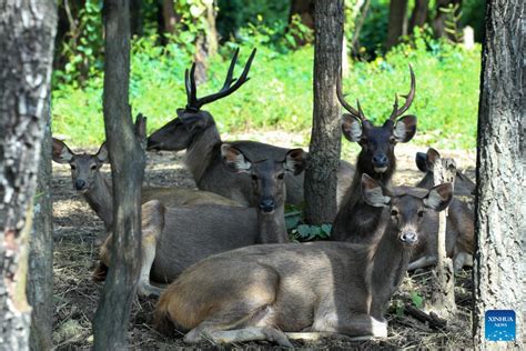 In Pics Wildlife At Safari Park In Nay Pyi Taw Myanmar Xinhua