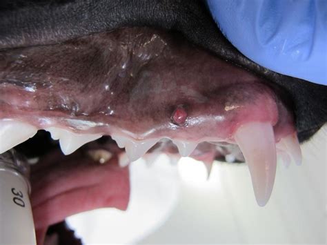 Imageparulis Dog Msd Veterinary Manual