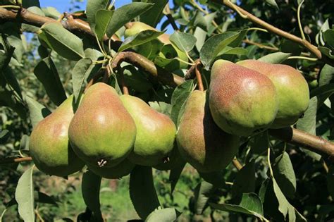 Bartlett Pear Tree Quebec Origin Dwarf Rootstock Nutcracker Nursery