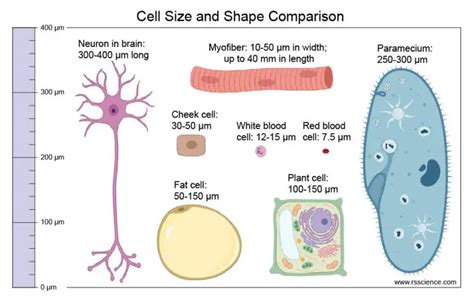 Size Matters The Scale Of Biology Examples And Fun Facts