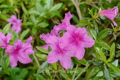 Rhododendron ‘herbert Azalea Esveld Shop