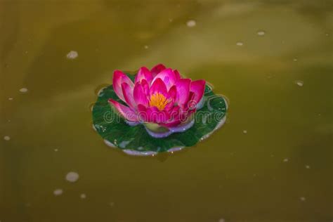 Beautiful Pink Lotus Water Plant In A Pond Stock Image Image Of Lily Blooming