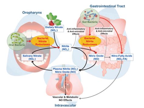 Nitric Oxide — Whats The Connection To Sleep Breathing Disorders