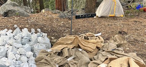 Sequoia And Kings Canyon Post Fire Efforts Focus On Restoration Of