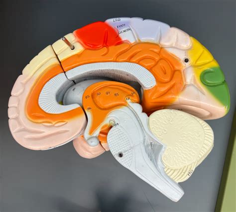 Brain Diagram Quizlet