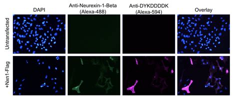 Addgene Antibody Data Hub Anti Dykddddk [m2] Chimeric In Immunocytochemistry Hela