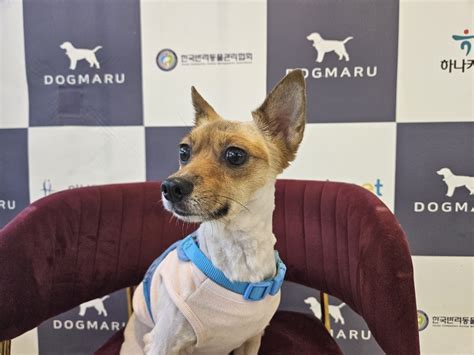 믹스견 코코 렉돌분양가격 브리숏분양가격 브리티시숏헤어분양가격 러블분양가격 티컵비숑프리제분양 티컵포메라니안분양 티컵말티즈분양 티컵말티푸분양 티컵푸들분양 티컵강아지분양