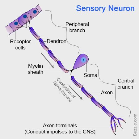 Sensory Neuron Diagram Sabatinorei
