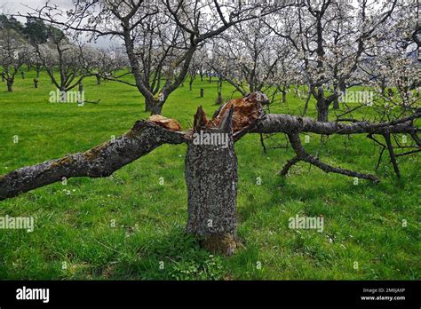 Tree Split In Two On Blooming Cherry Orchard Meadow Stock Photo Alamy