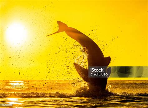 백상어 점프의 실루엣 일출의 붉은 하늘 공격에 그레이트 화이트 상어 위반 과학적인 이름 카차로던 카차리아스 남아프리카 공화국 0