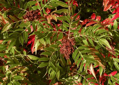 Prairie Flameleaf Sumac Native Gardeners