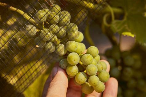 È Il Veneto La Prima Regione Per Produzione Di Vini Piwi Ecco La Mappa