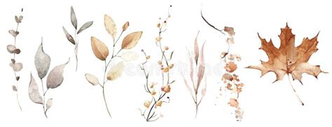 水色花卉组橙灰秋叶树枝 孤绿植物插图 库存例证 插画 包括有 橙色 图象 浪漫 槭树 绿叶 256249517