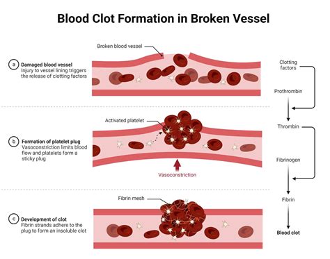 What Causes Blood To Coagulate Coagulation Definition Vjnt