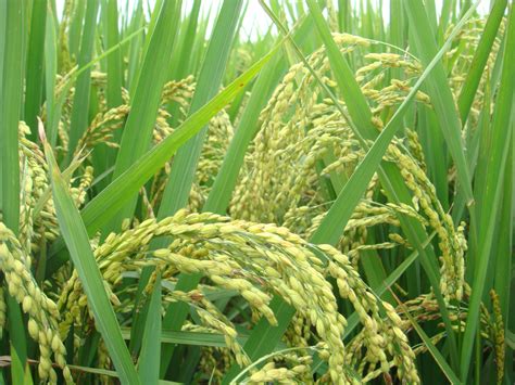 Free Images Rice Agricultural Fields Agriculture Paddy Field Terrestrial Plant Grass