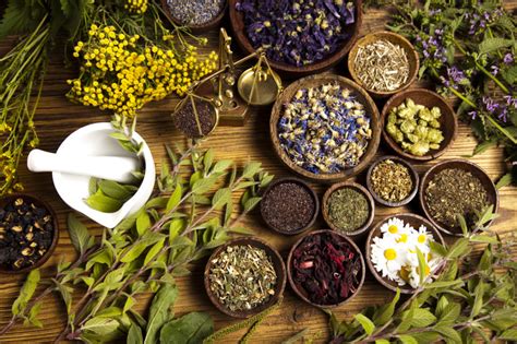 Cursos Online Sobre Plantas Medicinais E Fitoterápicos Curso Online Ead