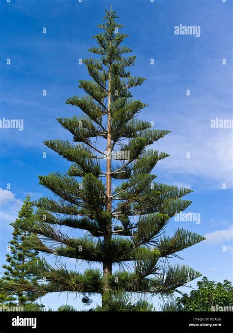 Dh Norfolk Island Pine CONIFER TREE Norfolk Pine Tree Araucaria