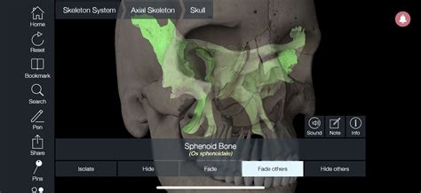 UE Anatomie Processus ptérygoïdes ARCHIVES PACES Rangueil Tutorat Associatif Toulousain