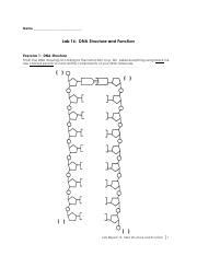 Lab Report 16 DNA Structure And Function Exercises Drawings