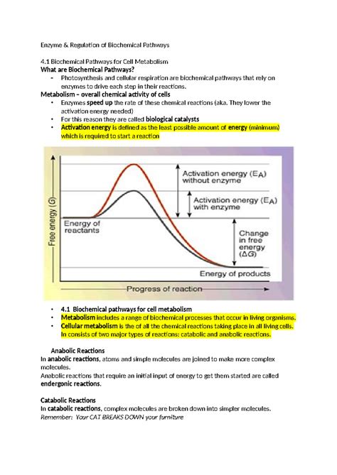 Enzyme And Regulation Of Biochemical Pathways Enzyme And Regulation Of