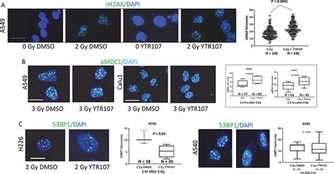 Targeting Npm1 In Irradiated Cells Inhibits Npm1 Binding To Rad51