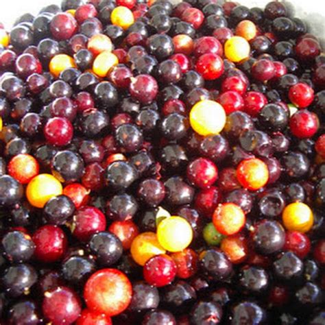 Guavaberry Moon Youtube