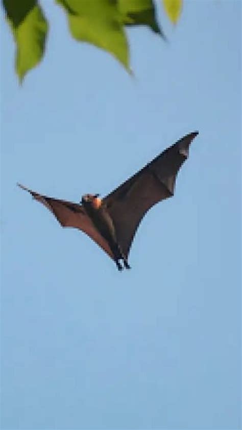 Nipah Outbreak Why Does The Virus Affect Kerala So Often