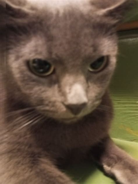 Создать мем голубая кошка серая кошка кошка Картинки Meme