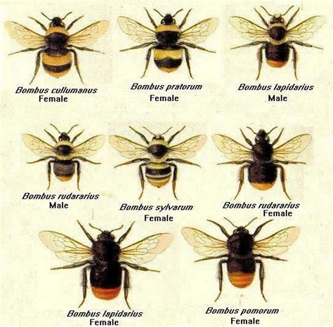 Different Types Of Underground Bees