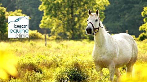 Matt Earith Eventing Added A New Photo Matt Earith Eventing