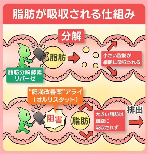 羽鳥慎一モーニングショー On Twitter この“肥満改善薬”を飲むと、リパーゼの分解する働きを阻害するので、脂肪は分解されず大きい