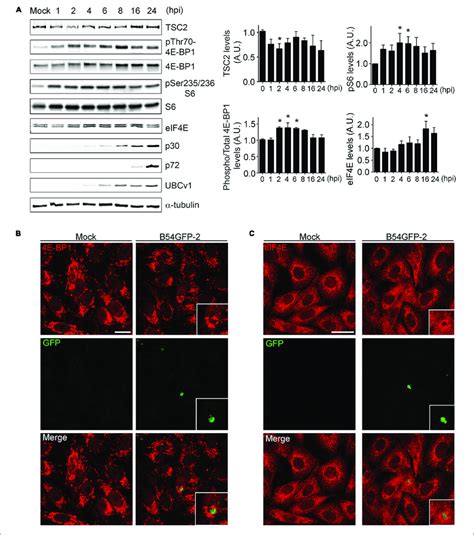 Asfv Infection Regulates Mtor Signaling A Tsc2 Eif4e Total And Download Scientific